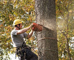 South Shore Tree Inc. | Tree Removal | East Quogue, NY