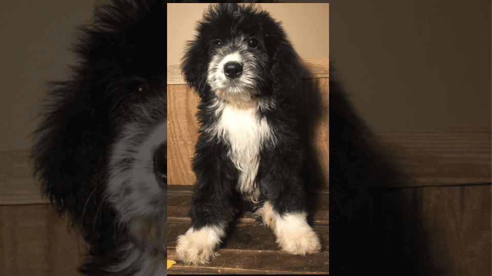 Doodle Bug Doodles Doodle Puppies Jonesboro Ar