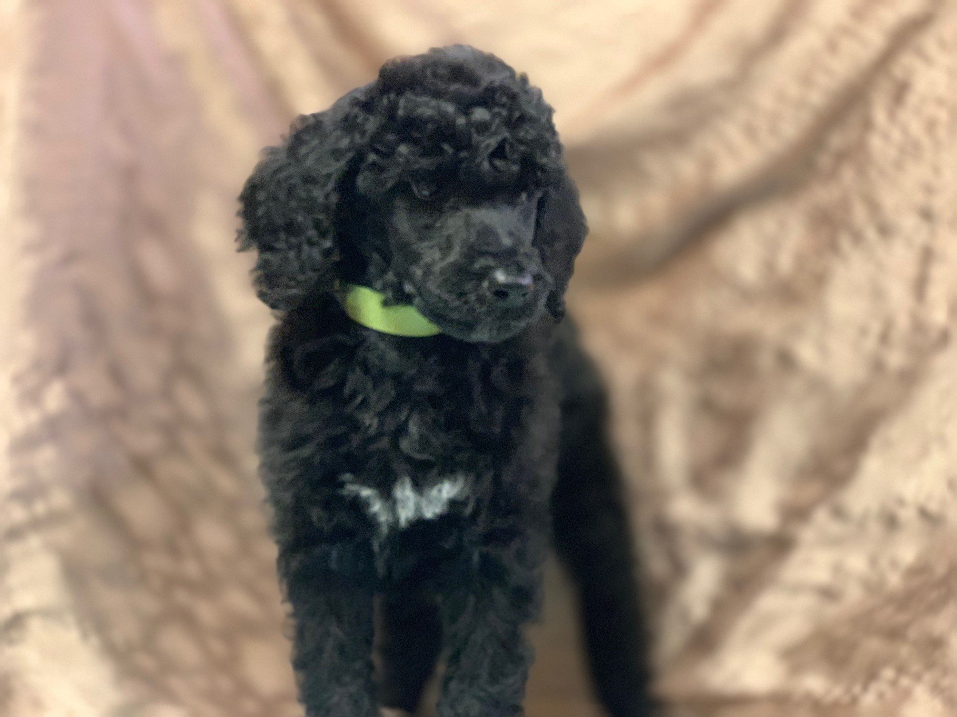 Standard Poodle Puppies | Puppies for Sale | Fort Wayne, IN