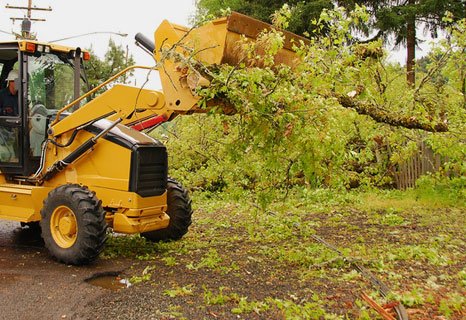 Escobar Tree Experts LLC | Tree Removal | Bowie MD