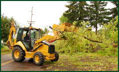 Absolute Tree Service | Tree Removal | Grand Rapids, MI