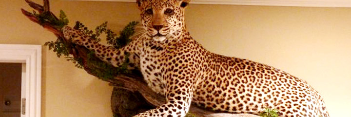 Tanning and Skinning | Taxidermy | Riverside, CA Tanning and Skinning | Taxidermy | Riverside, CA
