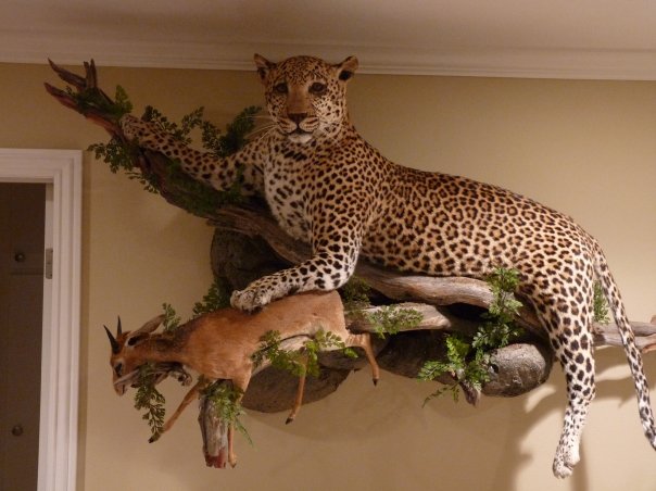 Life-Size Mounts | Taxidermy | Riverside, CA