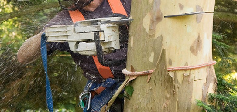 Jon's Tree Service Inc | Tree Trim | Michigan City, IN