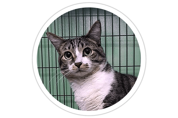 County Line Kennels Boarding & Grooming | Pet Care Center Andrews