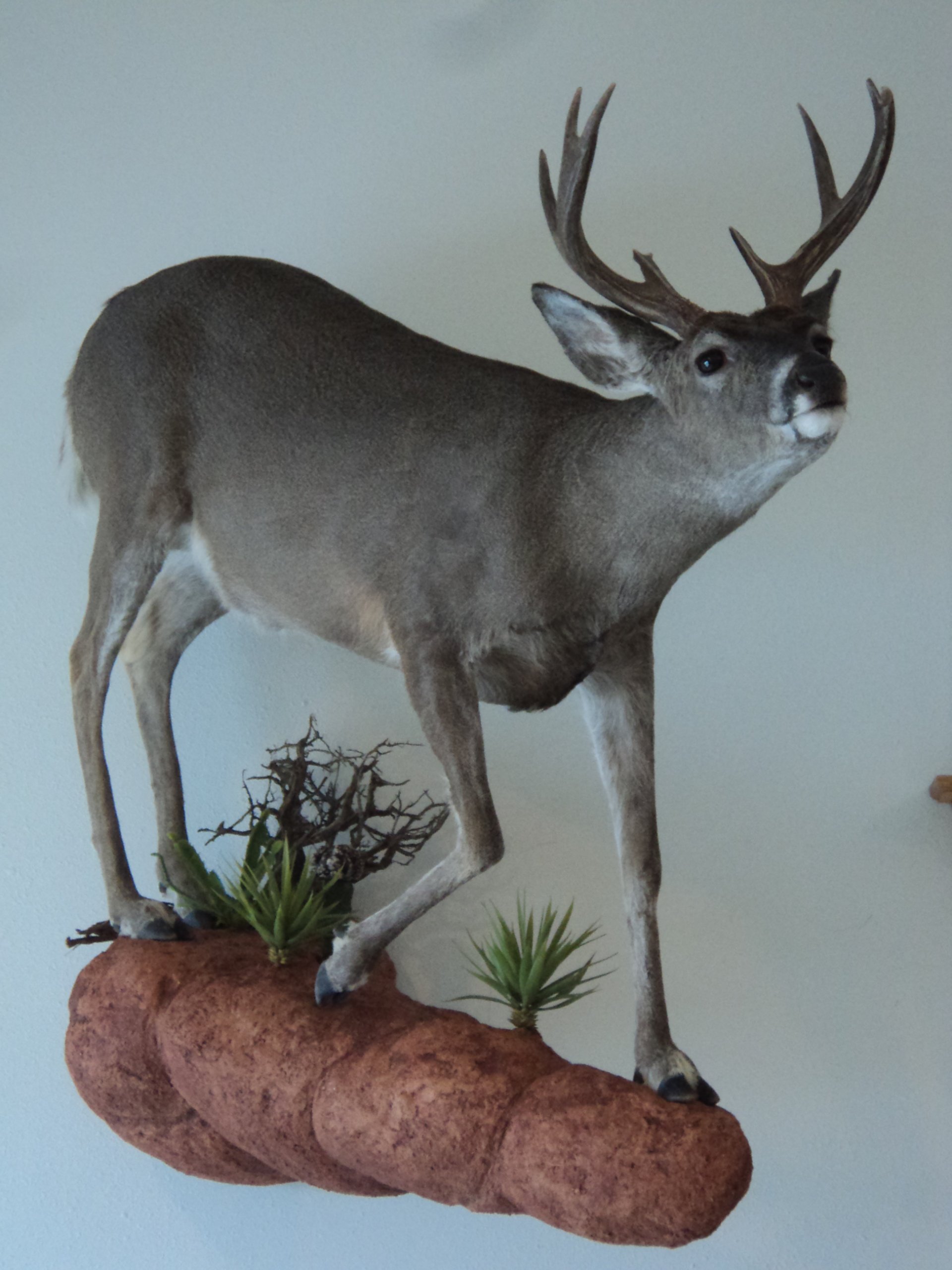 Pedestal-Mounted Trophy | Life-Size Trophy | Galesville, WI