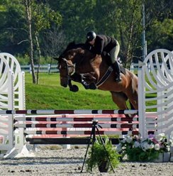 Entropy Farm - Rachel Kane DVM | Horse Vet | Woodstock, IL