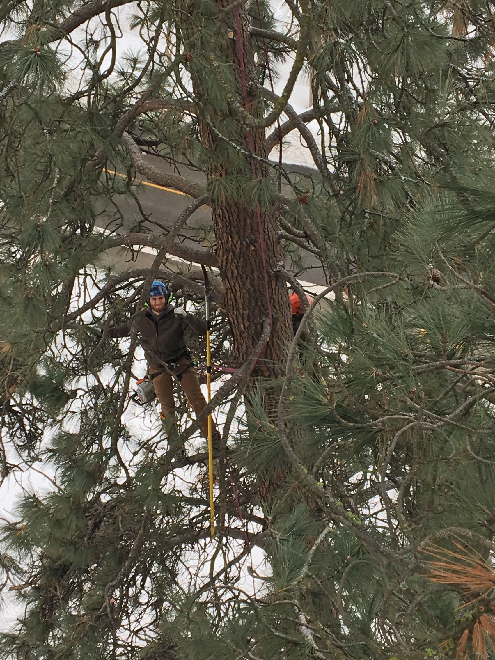 Heindl Tree Care Inc Photo Gallery | Spokane, WA