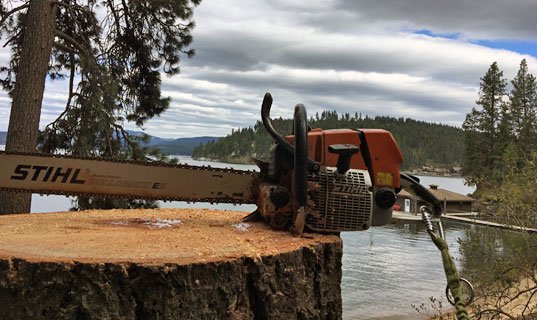 Tree Services | Tree Transplanting | Spokane, WA