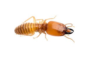 King's Pest Control | Exterminator | Georgetown, TX