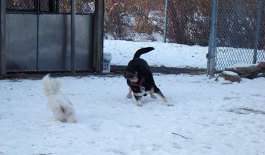 Rock Ridge Kennels - Animal Boarding | Monticello, NY