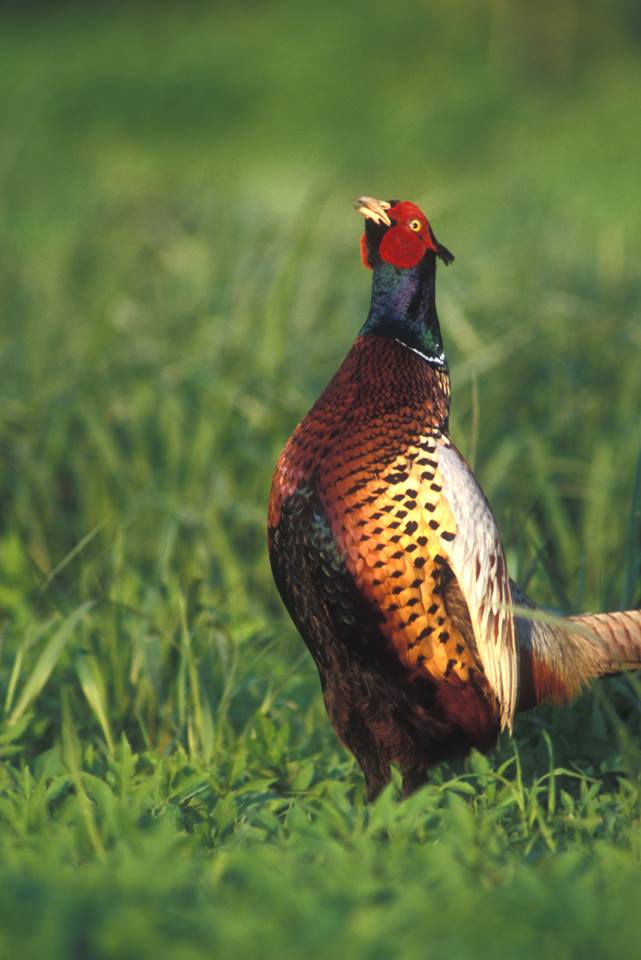 South Dakota Pheasant Hunt Photo Gallery | Mitchell, SD