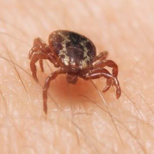 Pest Control Freehold NJ | Termites & Animal Removal Middletown ...