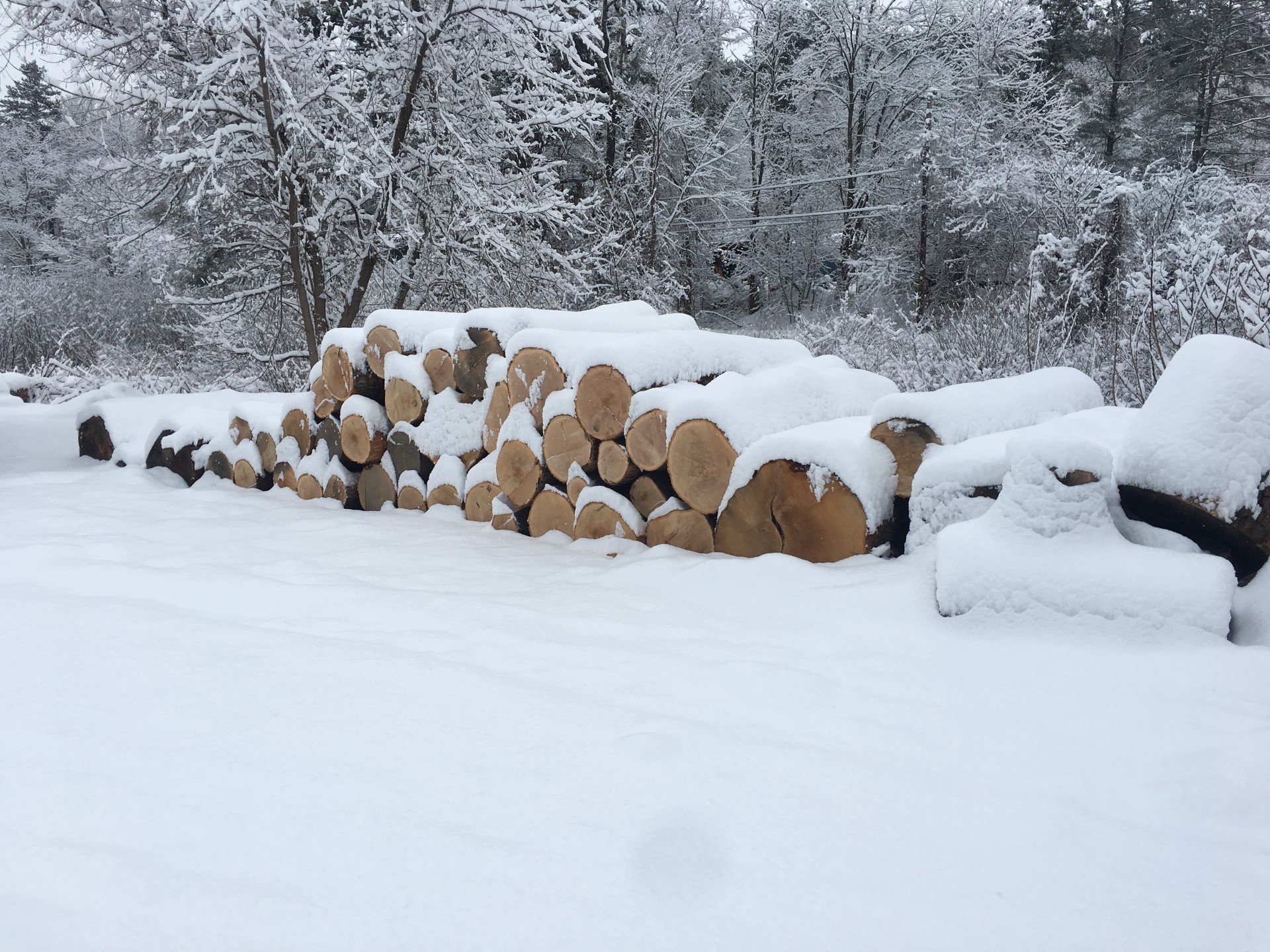 Standing Timber | Hardwood | Haydenville, MA