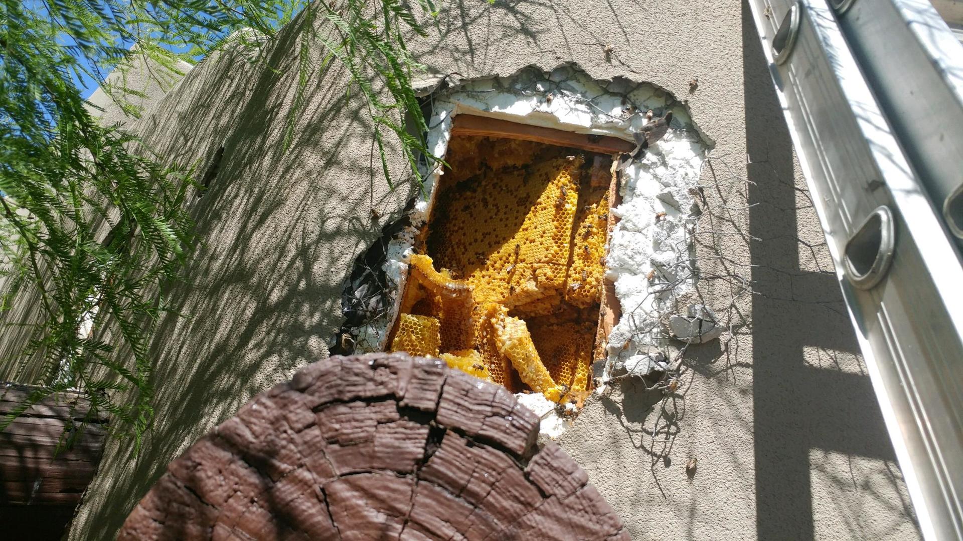 North Phoenix Bee Removal | Cave Creek & New River Bee Control Services ...