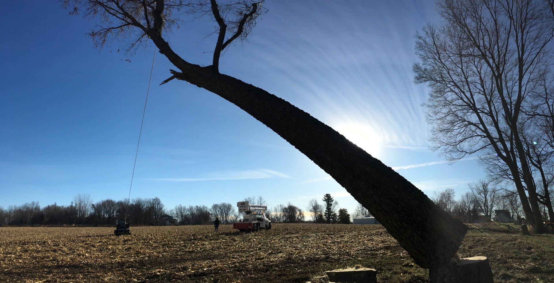 Cy's Tree Service Photo Gallery | Anamosa, IA