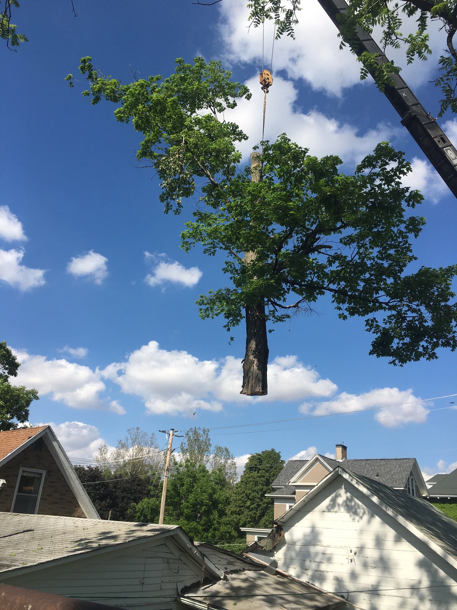 Cy's Tree Service Photo Gallery | Anamosa, IA
