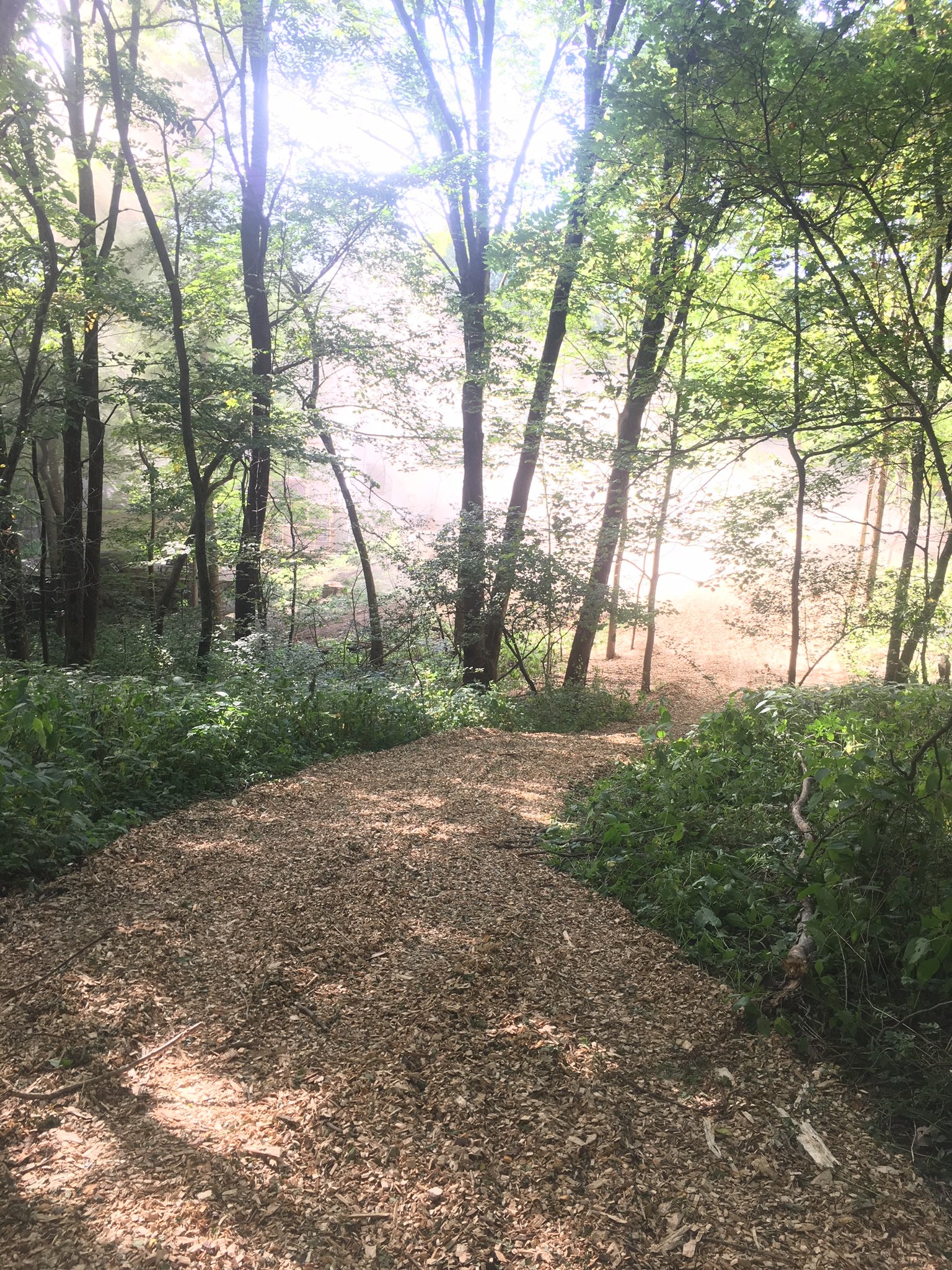 Cy's Tree Service Photo Gallery | Anamosa, IA