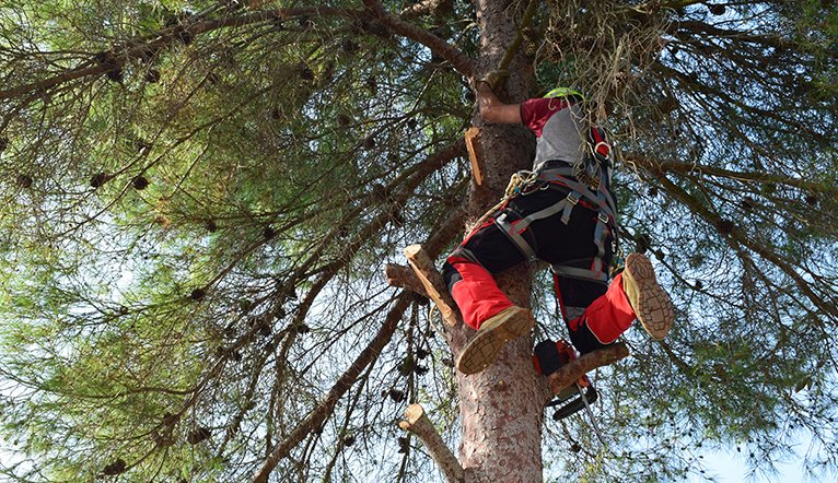 Tree Trimming | Crown Pruning | Watervliet, NY