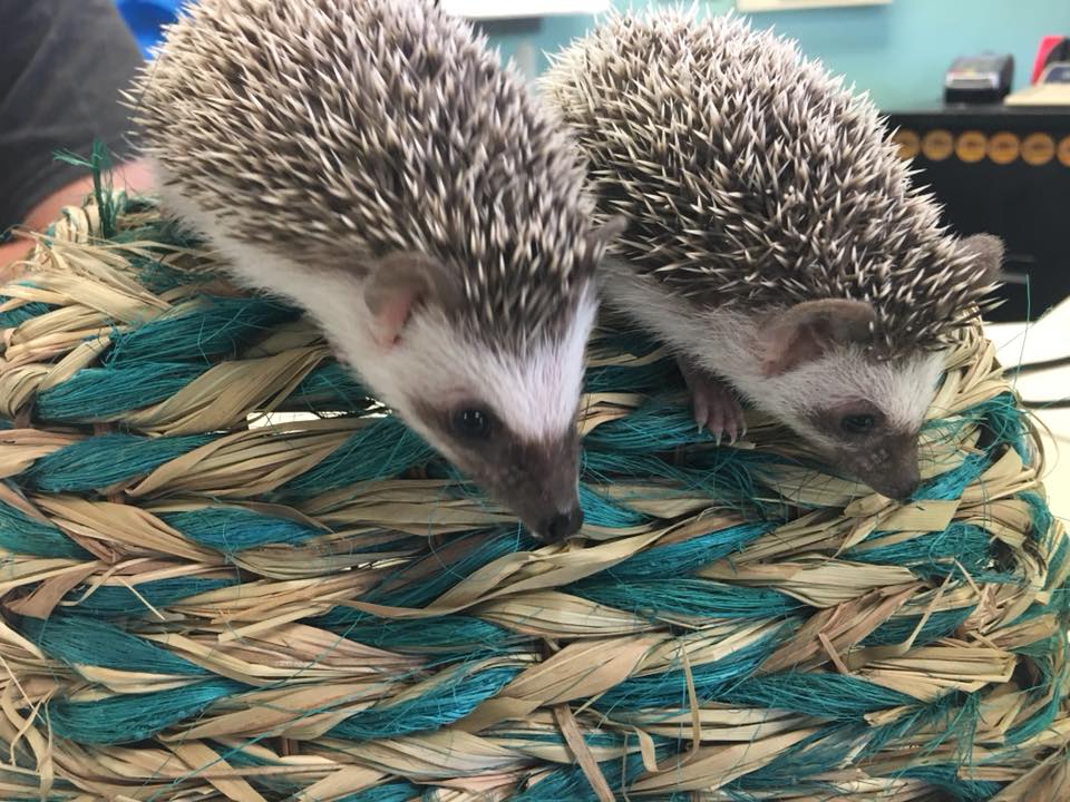 Small Animals | Exotic Pets | Round Rock, TX