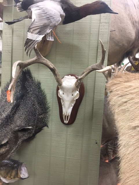 Uvalde Meat Market & Processing Wild Game Processing Menu Uvalde