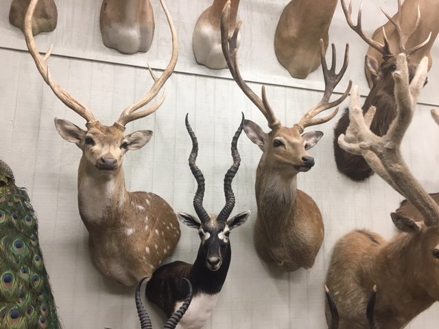 Uvalde Meat Market & Processing Wild Game Processing Menu Uvalde