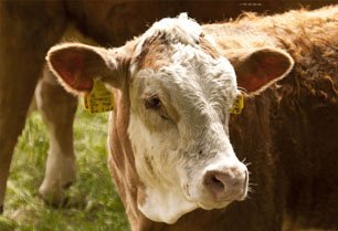 Uvalde Meat Market & Processing | Cuts of Meat | Uvalde, TX