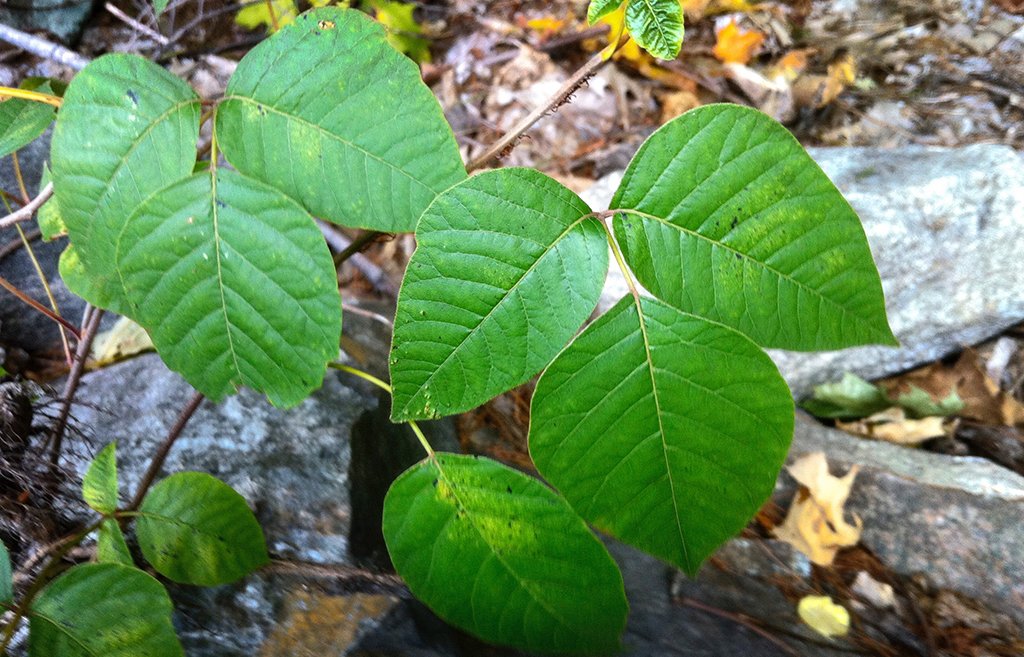 The Poison Ivy Guy | GuaranteedERADICATION™ | Boylston, MA