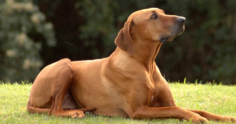 Coddled Critters | Dog Daycare | North Salt Lake, UT