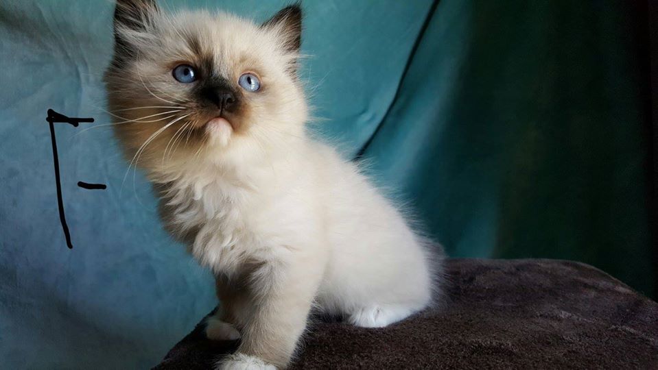 Pretty Little Ragdoll Kittens | Ragdoll Cats | Fennville, MI