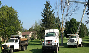 Treescape - Tree Service from a certified arborist | Fort Wayne, IN