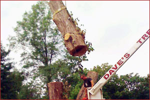 Dave's Tree Service - Tree Removal and Tree Surgery | Kingston, NY