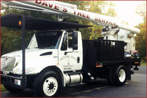 Dave's Tree Service - Tree Removal and Tree Surgery | Kingston, NY