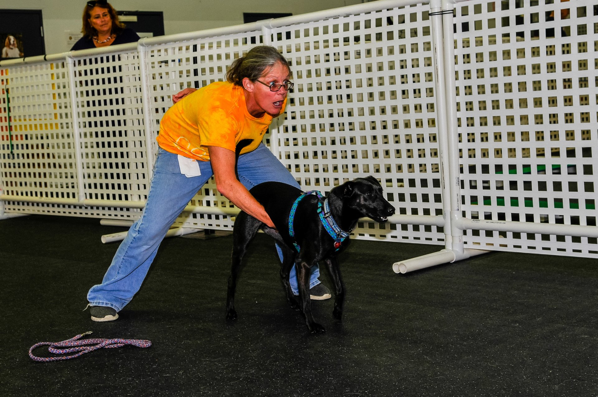 My Dog's Place LLC | Dog Training | Stonington, CT