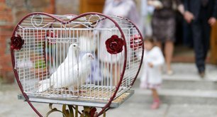 White Dove Events, LLC | Dove Releases | Marlton, NJ