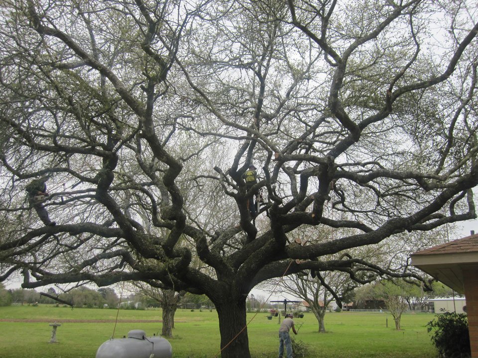 Olvera Lone Star Tree Service Photo Gallery | Tomball, TX