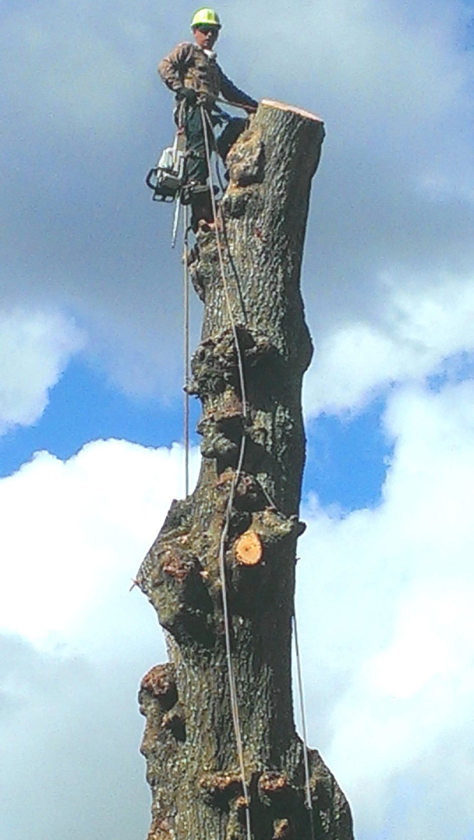 Olvera Lone Star Tree Service Photo Gallery | Tomball, TX