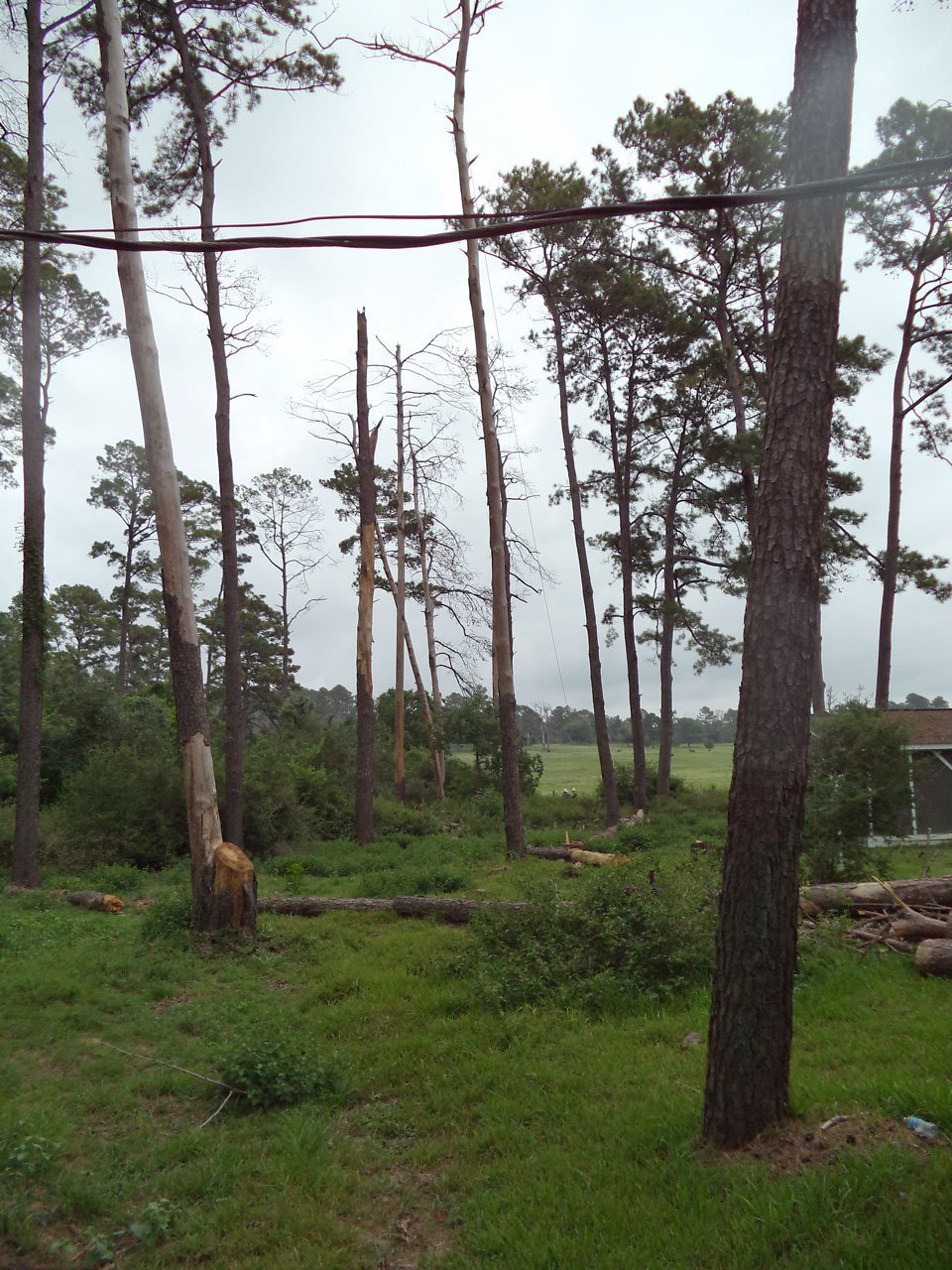 Olvera Lone Star Tree Service Photo Gallery | Tomball, TX