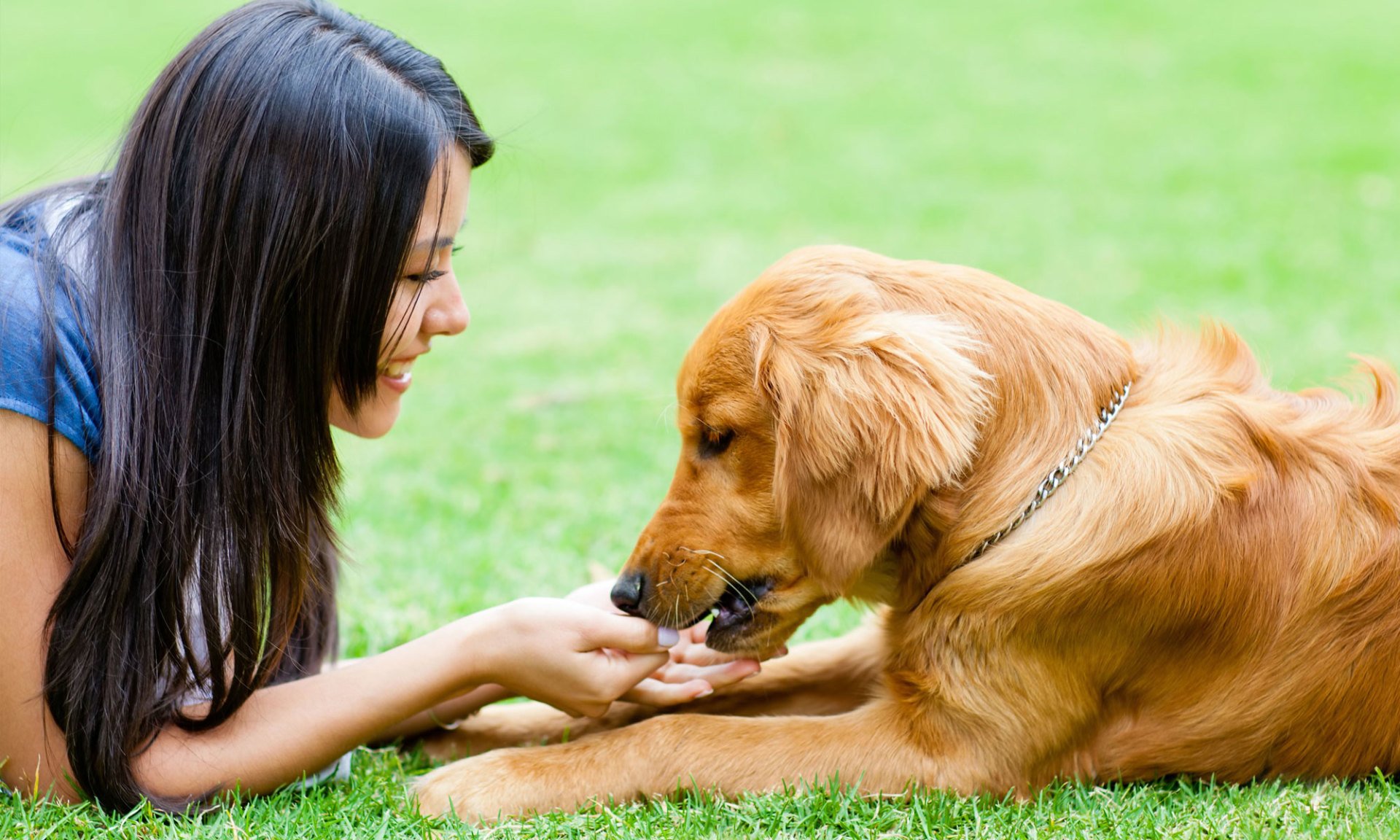 The Pink Poodle Pet Spa & Boutique | Grooming Fort Wayne IN