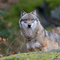 Bail Bonds | Bail Bondsman | 24 Hour Bail Bonds | Lynchburg