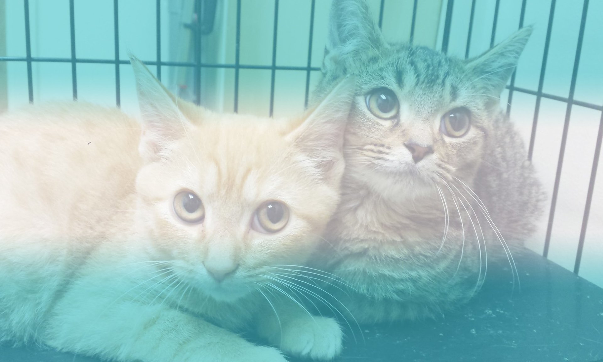 Veterinarian Fairfax Station, Lorton, Clifton VA | Pet Clinic ...