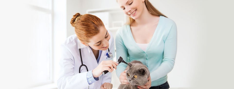 Animal Health | Pet Health Concerns | Brandenburg, KY