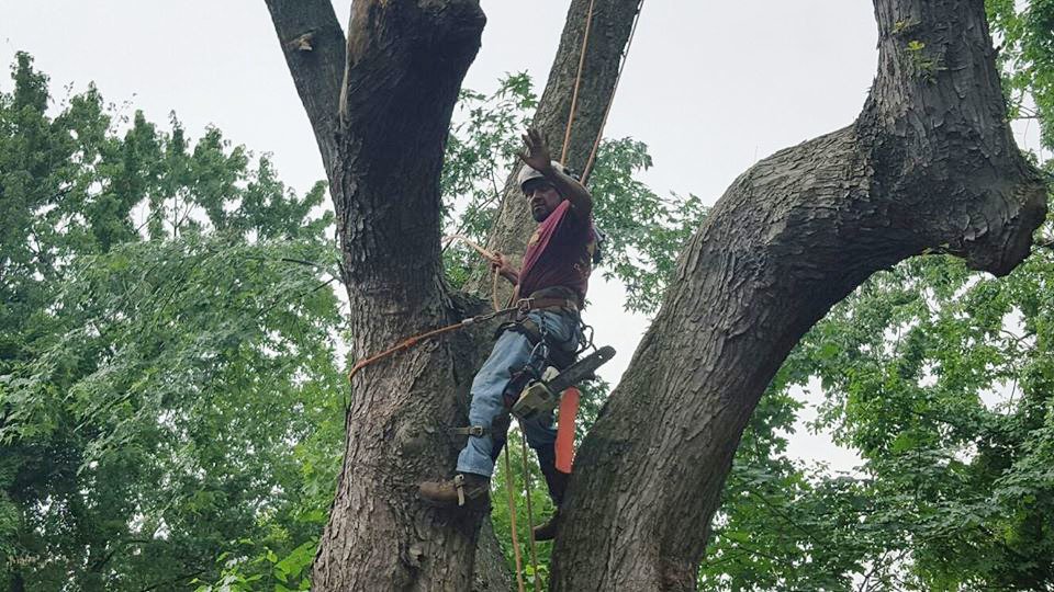 Live Oak Tree Service | Tree Service Provider | Oakland, NJ