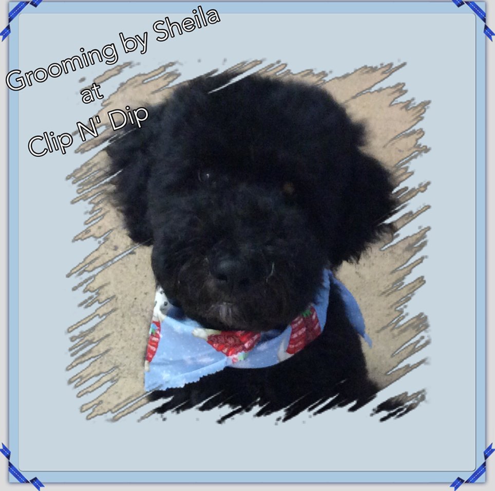 Clip N' Dip Pet Grooming Photo Gallery | Kennesaw, GA