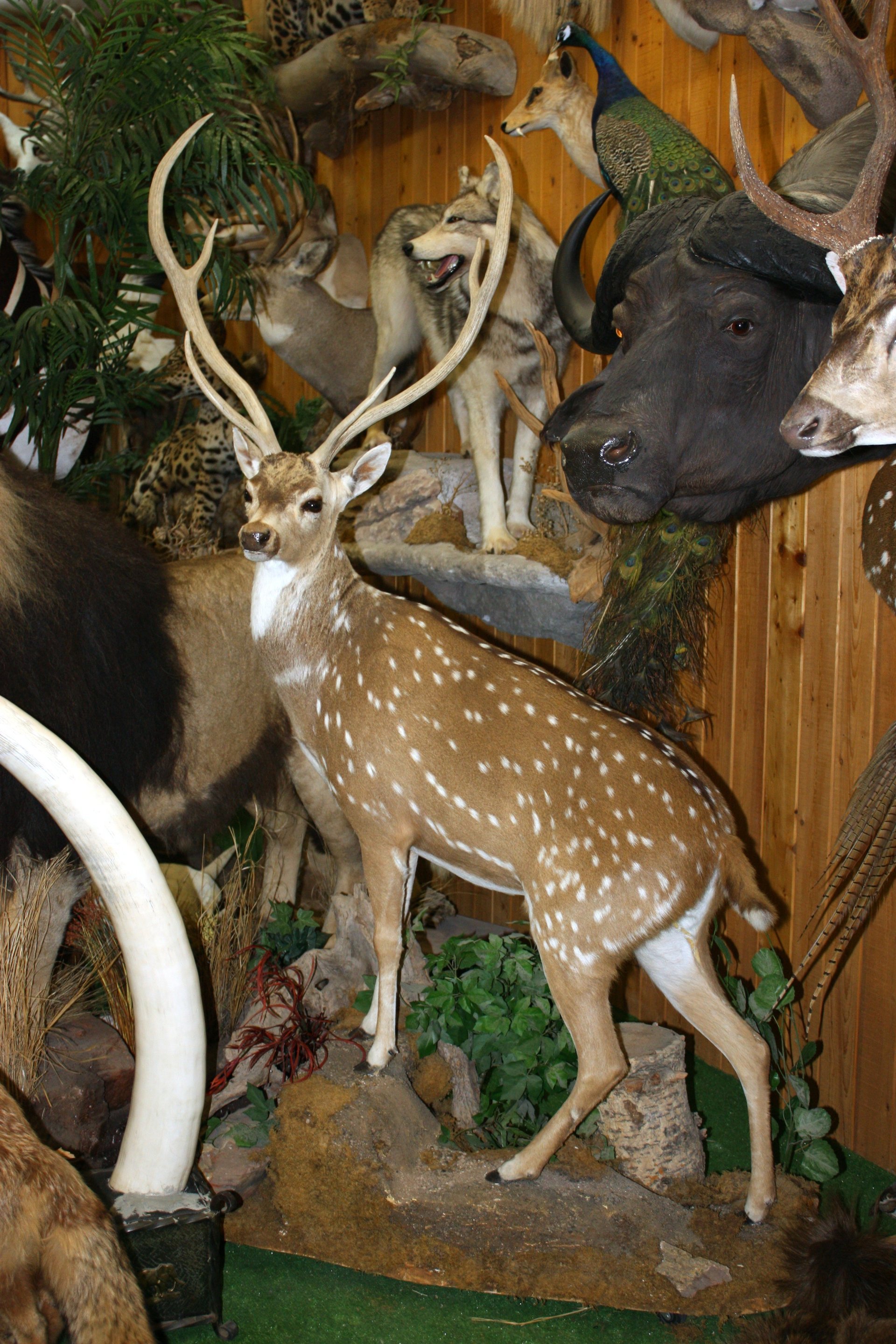 American WildLife Taxidermy | Mounting | Albuquerque, NM