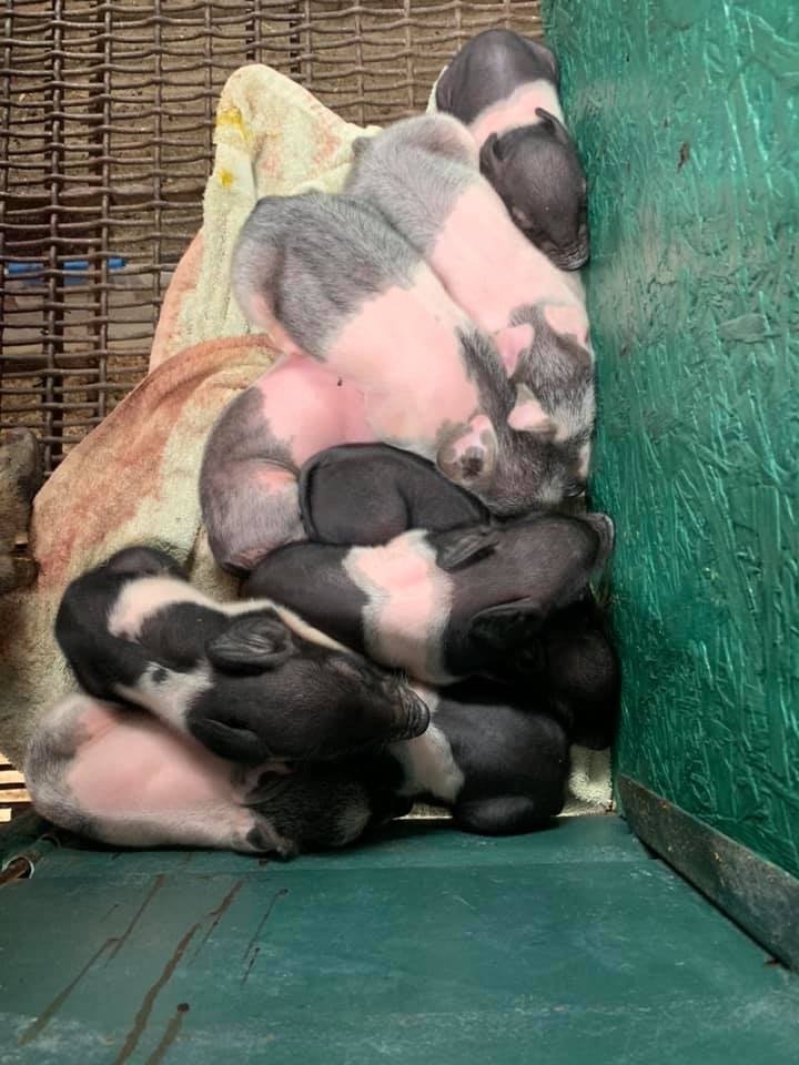 Pigging Out!!!