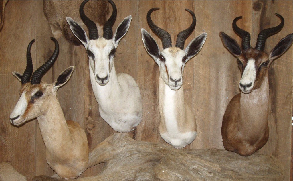 Taxidermy Services | Game Animals | Olympia, WA