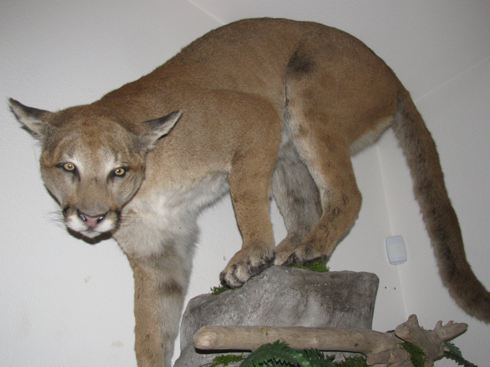 Taxidermy Services | Game Animals | Olympia, WA