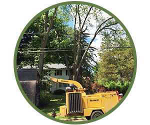 Enriquez Tree Service | Tree Removal Freehold, NJ | Tree service