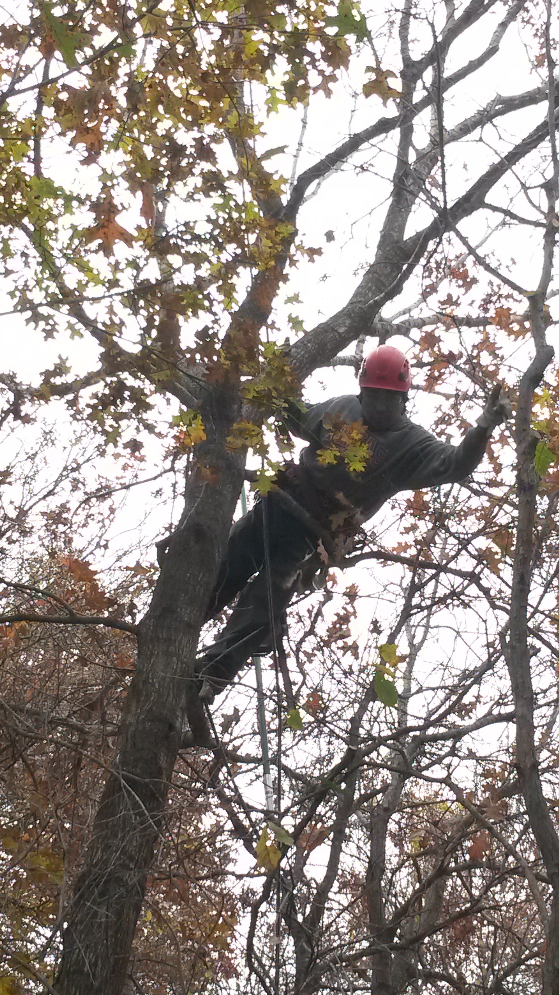 Tree Trimming | Crown Cleaning | Waco, TX